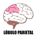 Le lobe pariétal. Caractéristiques, localisation, fonctions et troubles ...