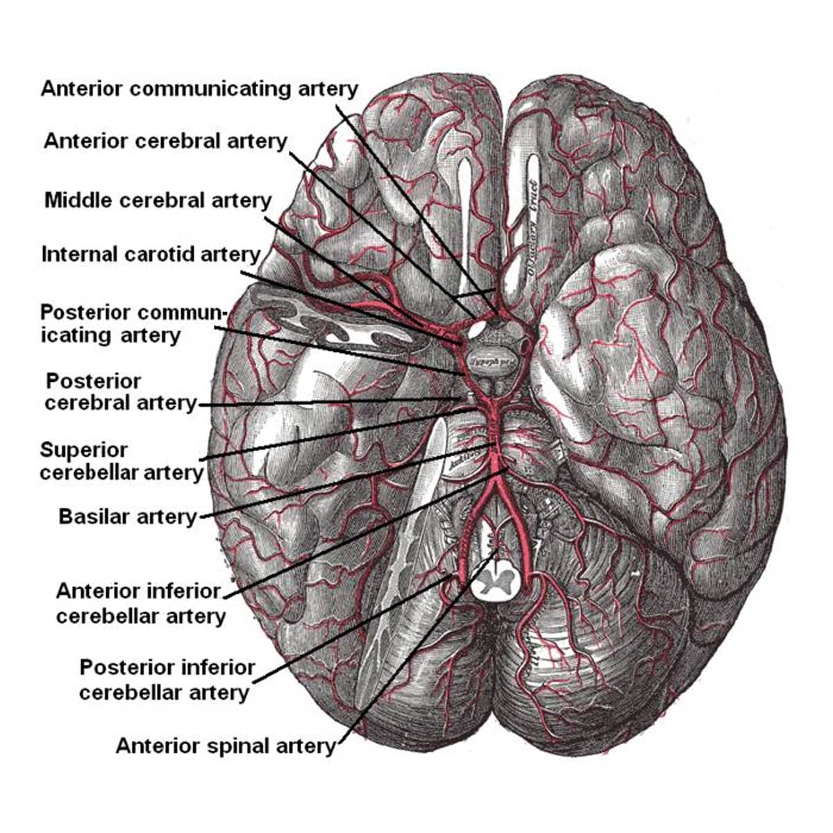 Anatomía Básica del Cerebro. Partes y Funcionamiento - The Brain Blog